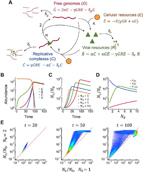 Cooperative Viral Replication Revealed By A Simple Ode Model A Model Download Scientific