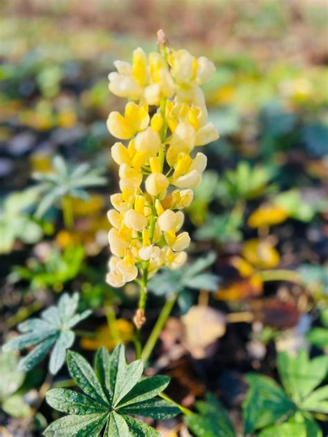 На Троєщині зявилися туї а у Дніпровському районі зацвіли літні квіти