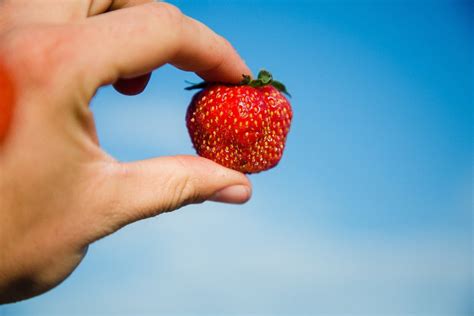 Бізнес на ягодах що треба знати початківцям