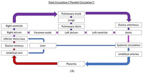 Sheetal Patel On Linkedin Utility Of Fetal Echocardiography With Acute Maternal Hyperoxygenation…