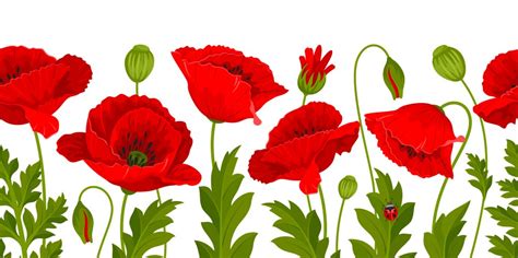 California Poppy Border Royalty Free Vector Image