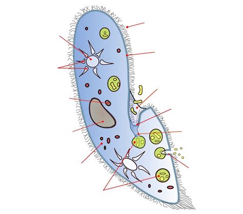Paramecium Diagram Quizlet