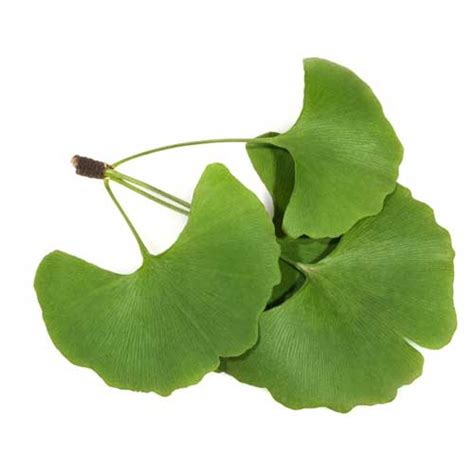 گلهای شما همچنان میخندند جامع ترین ژورنال گل و گیاه ایران