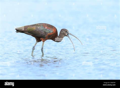Closeup Of A Glossy Ibis Plegadis Falcinellus Wader Bird In Breeding Plumage Foraging In Water