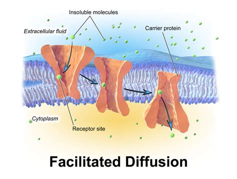 Difference Between Active And Passive Diffusion Definition Types Of Molecules Transport