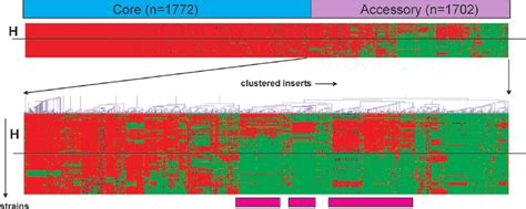 Complete Linkage Hierarchical Clustering Of E Faecium Inserts With