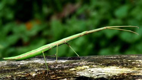 Le Phasme Bâton Un Insecte étonnant Photos Futura