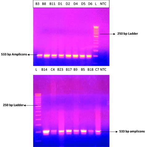 Amplification Of The Meca Gene Of Mrsa Download Scientific Diagram