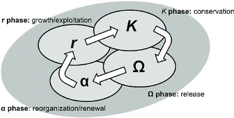 3 Adaptive Cycles Four Distinct Phases Have Been Identifi Ed 1 Growth Download Scientific