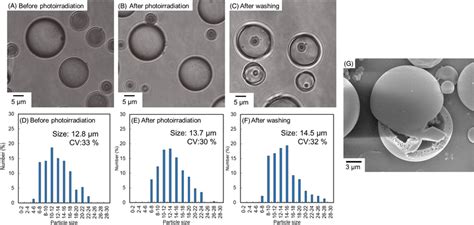 A C Optical Micrographs And D F Particle Size Distributions Of