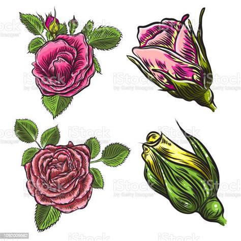 빈티지 꽃 상세한 손으로 그린 장미 잎 세트와 함께 빅토리아 개념 문신 꽃 디자인 요소 컬렉션입니다 부케 예술입니다 흰색 배경에 고립 벡터입니다 0명에 대한 스톡 벡터 아트