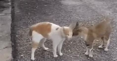 ¡vaya  Confirmamos Que Los Gatos Se Cuentan Secretos Entre Ellos