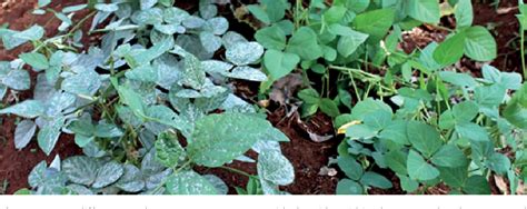 Figure 2 From Resistance Potential To Powdery Mildew Microsphaera