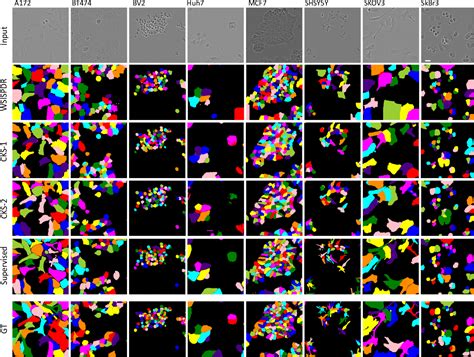 Figure 3 From Point Supervised Single Cell Segmentation Via Collaborative Knowledge Sharing