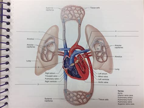 Systemic Capillaries