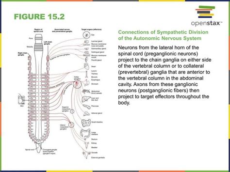 open stax anatomyand physiology ch15 pptx
