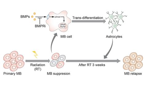 Tumor Microenvironment In Supporting Brain Tumor Growth Yang Research Lab