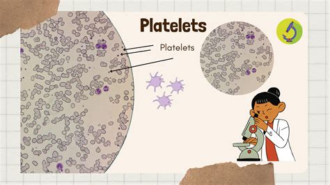 Platelets Thrombocytes
