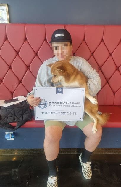 믹스견 콩이 대형견책임분양 미니비숑프리제책임분양 토이푸들책임분양 골든리트리버책임분양 래브라도리트리버책임분양 닥스훈트책임분양 도베르만책임분양 말티치책임분양 말티폼책임분양 보더