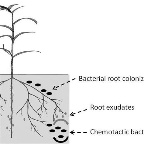 Bacterial Communities Associated With Plant Roots And Bacterial Download Scientific Diagram