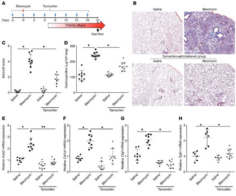 Fibroblast Specific Deletion Of Foxm1 In A Prevention Protocol Protects