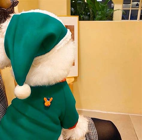 ბუთუს ფერები მარაგშია ცისფერი💙 წითელი ️ სტაფილოსფერი🧡 სრული ზომა 39 სმ დიდდება და