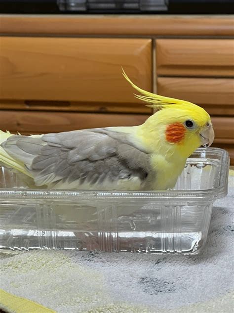 我が家のオカメインコ、ぽっちゃんの水浴び ぽっちのブログ、子宮全摘、両側付属器摘出とインコたちと子育てとディズニーリゾートと‥。