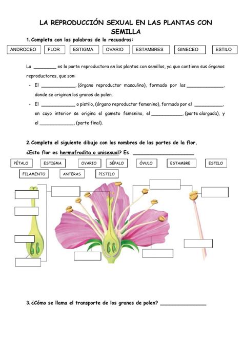 Reproducción Sexual En Plantas Interactive Worksheet Artofit