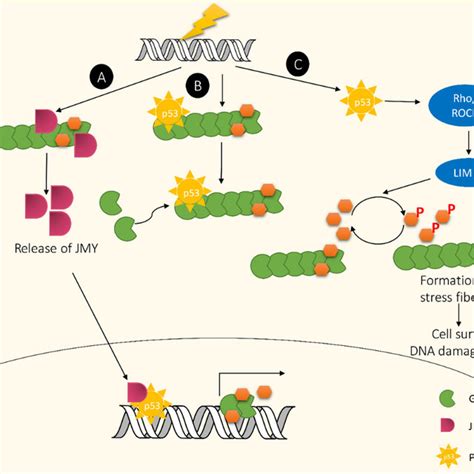 Pdf The Actin Depolymerizing Factor Adf Cofilin Signaling Pathway