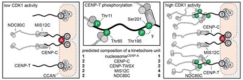 Figures And Data In Molecular Basis Of Outer Kinetochore Assembly On Cenp T Elife