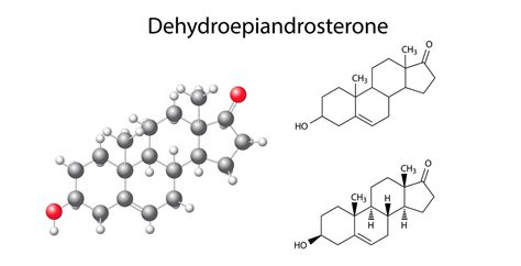 DHEA What It Is What It Can Do And How To Get It Genemedics