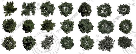 Texture PNG Tree Top View