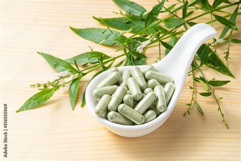 Green Chiretta Andrographis Paniculata Burm F Wall Ex Nees In The