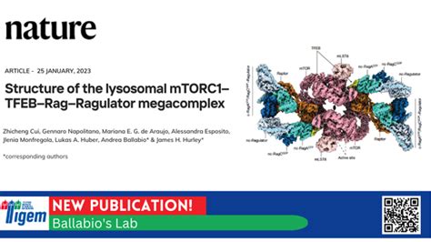 Structure Of The Lysosomal Mtorc1tfebragragulator Megacomplex — Tigem