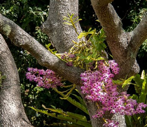 Orchids Farming And Tree Removal On The Sunshine Coast Suffolk Orchids
