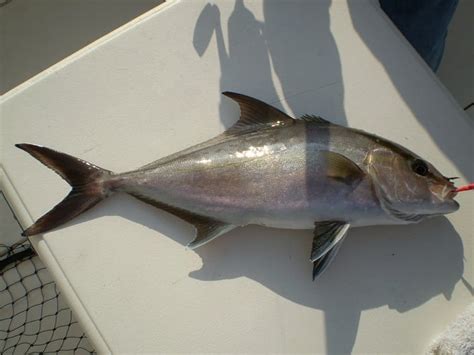 Amberjack Facts Habitat Diet Life Cycle Pictures And More