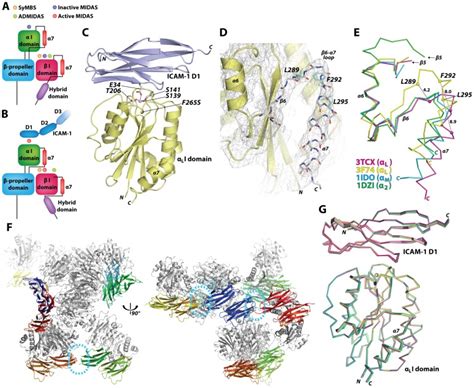 Aandb Schematic Drawings Of The Integrin Headpiece Denoting Intra And Download Scientific