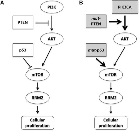 The Interplay Between Pten Akt P53 And Rrm2 And Their Roles In Download Scientific Diagram