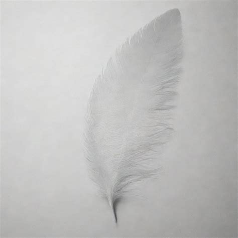 Feather Formed Architecture