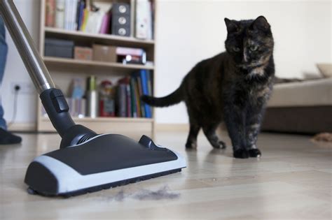 Las Claves Para Que Nuestro Gato Se Lleve Bien Con La Aspiradora Infobae