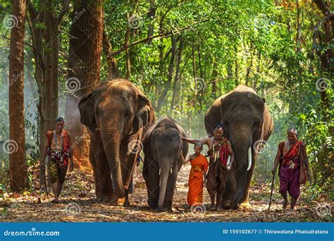 Elephant Mahout Portrait The Kuy Kui People Of Thailand Elephant