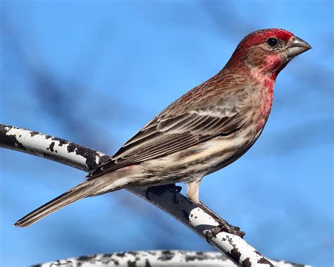 House Finch Male By Dasdriver On Deviantart