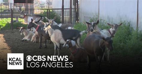 Goats stolen from Ontario farm, Disneyland expansion plans approved, Next Weather forecast - CBS ...