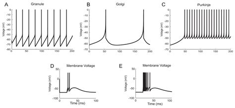 Temporal Constrained Objects For Modelling Neuronal Dynamics Peerj
