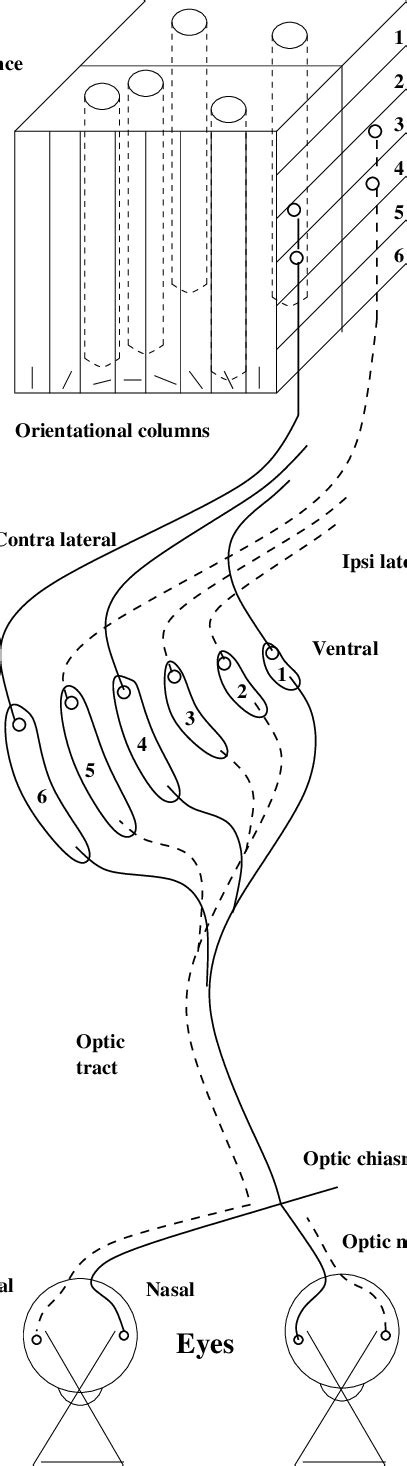 1 Primate Visual System Download Scientific Diagram