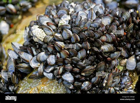 Blue Mussels Mytilus Edulis Mytilidae Bivalvia Mollusca In The Intertidal Zone In Cornwall