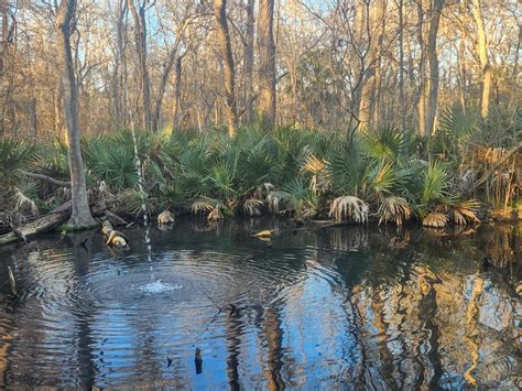 Hiking In Palmetto State Park In Texas
