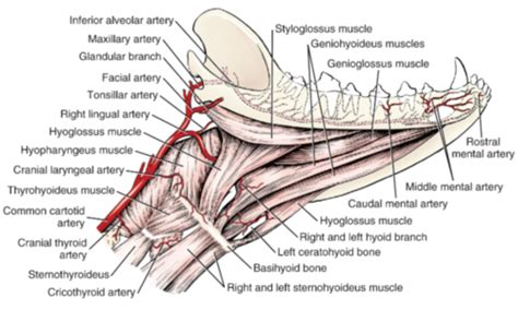 Tobias Ch 89 Mandibulectomy And Maxillectomy Flashcards Quizlet