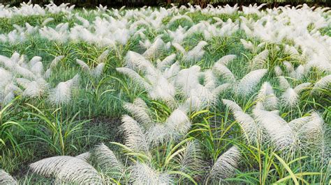 Reed Grass 3d Model Cgtrader