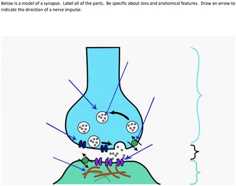 SOLVED Below Is A Model Of A Synapse Label All Of The Parts Be Specific About Ions And
